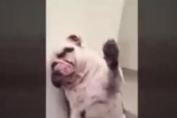 ¡Este es el perro más honesto del mundo! | Fusión 90.1 FM - Siempre ...